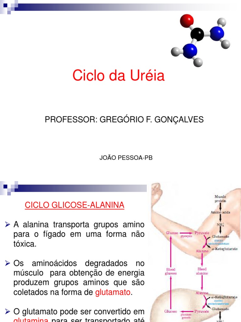 Ciclo Da Uréia | PDF | Aminoácido | Bioquímica