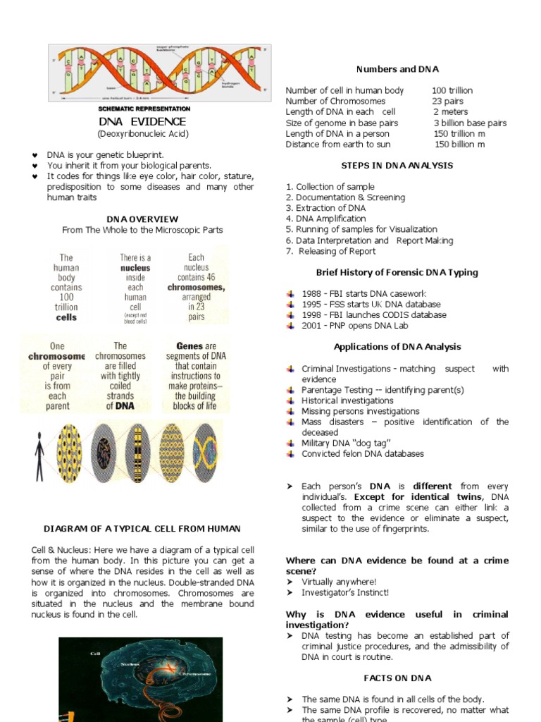 DNA Evidence Collection and Analysis Steps | PDF | Dna Profiling ...