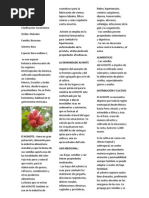 Sacha Culantro | PDF | Hierbas y especias | Alimentos