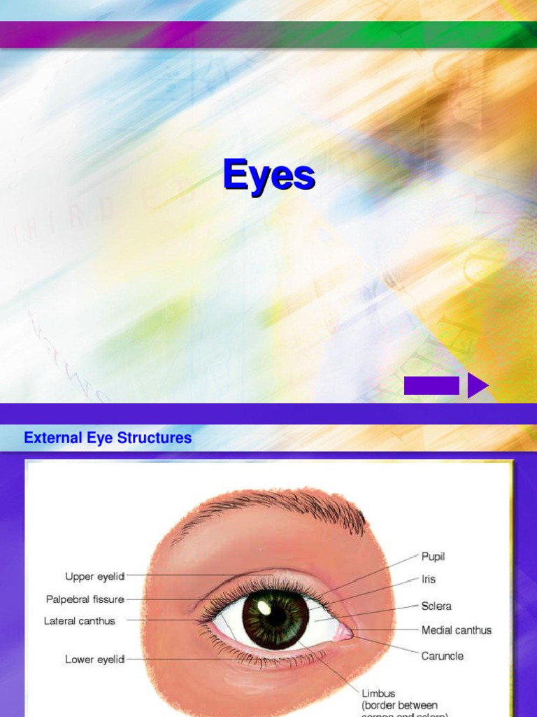 Eyes A&p | PDF | Eye | Facial Features