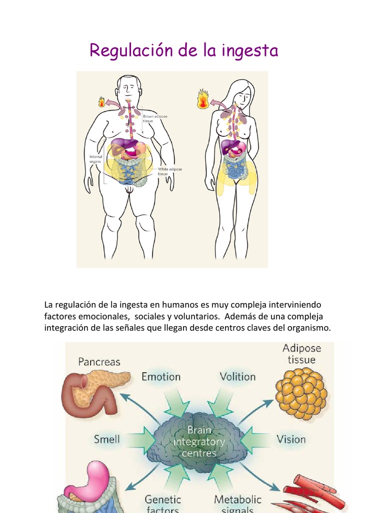 Tema 27-Regulación de la ingesta | Leptina | Tejido adiposo | Prueba ...