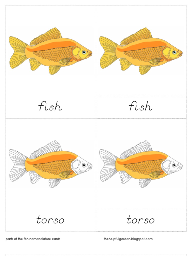 Parts of The Fish Nomenclature Cards - Handmade | PDF
