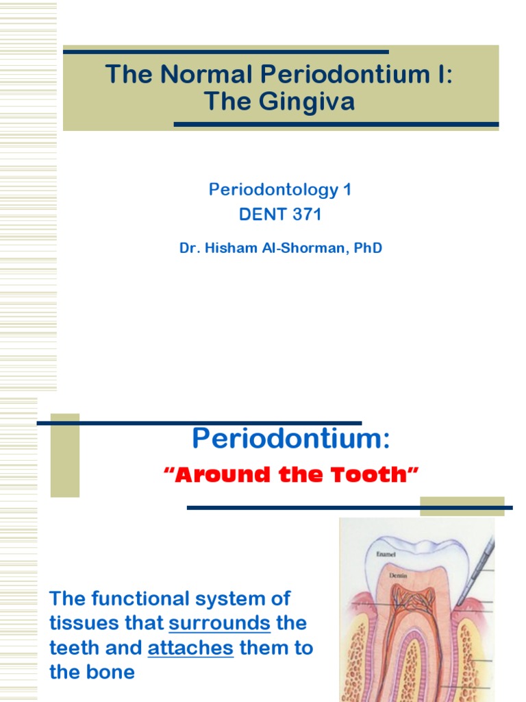The Normal Periodontium 1-Gingiva | PDF | Epithelium | Human Head And Neck