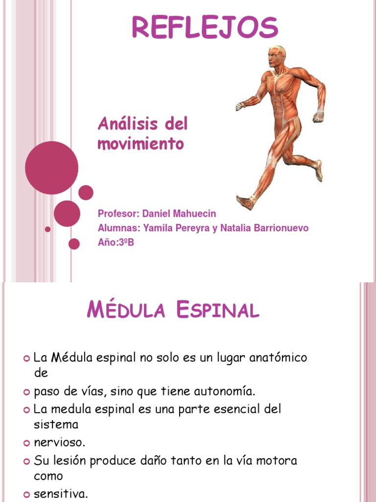Reflejos Profundos y Superficiales | Médula espinal | Neurona