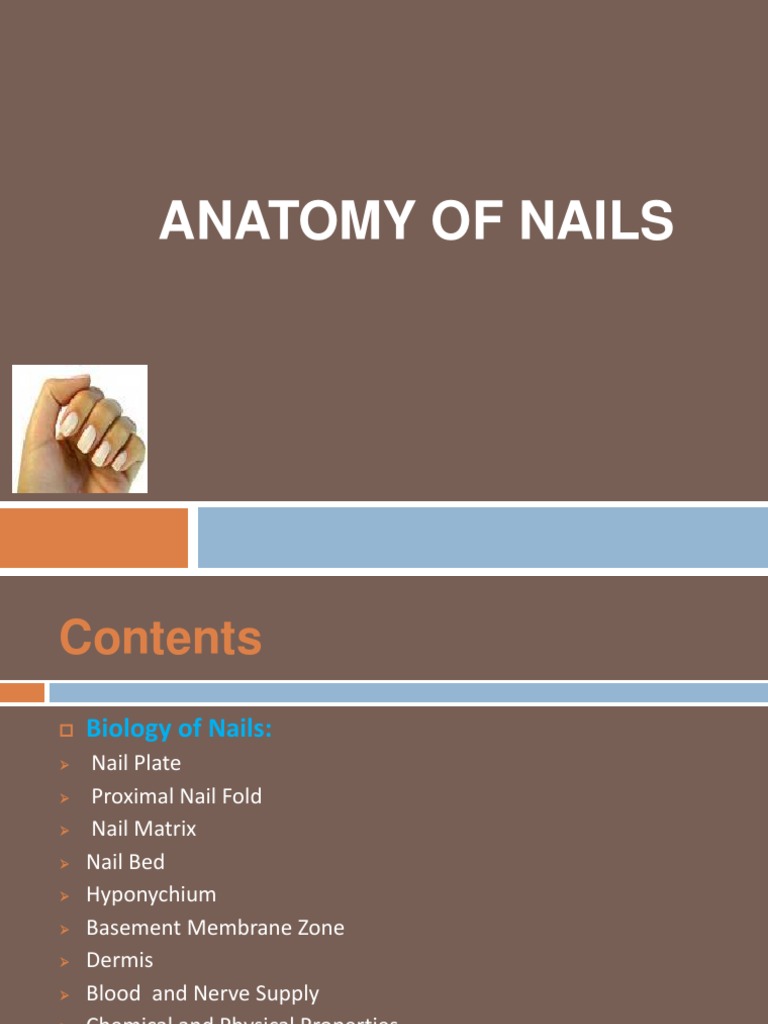 A Comprehensive Overview of Nail Anatomy and Biology | PDF | Nail ...