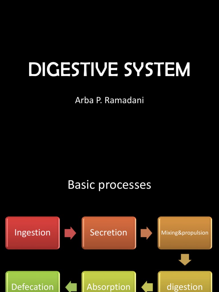 Digestive System | PDF | Stomach | Human Digestive System