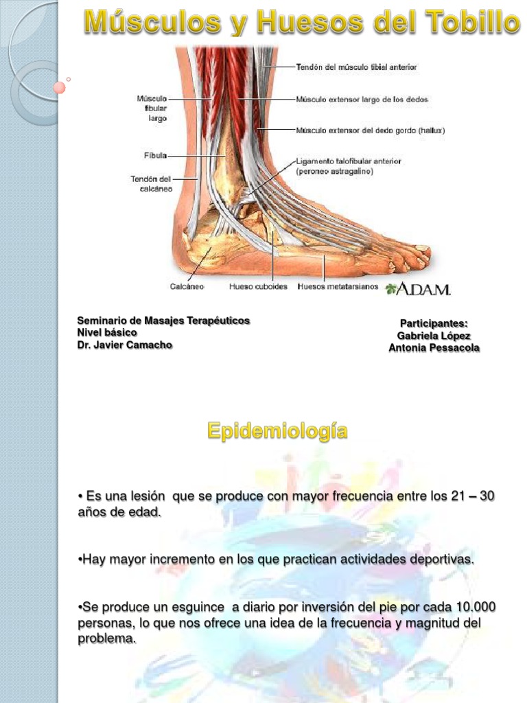 Musculos y Huesos Del Tobillo. Presentacion | PDF | Tobillo | Medicina