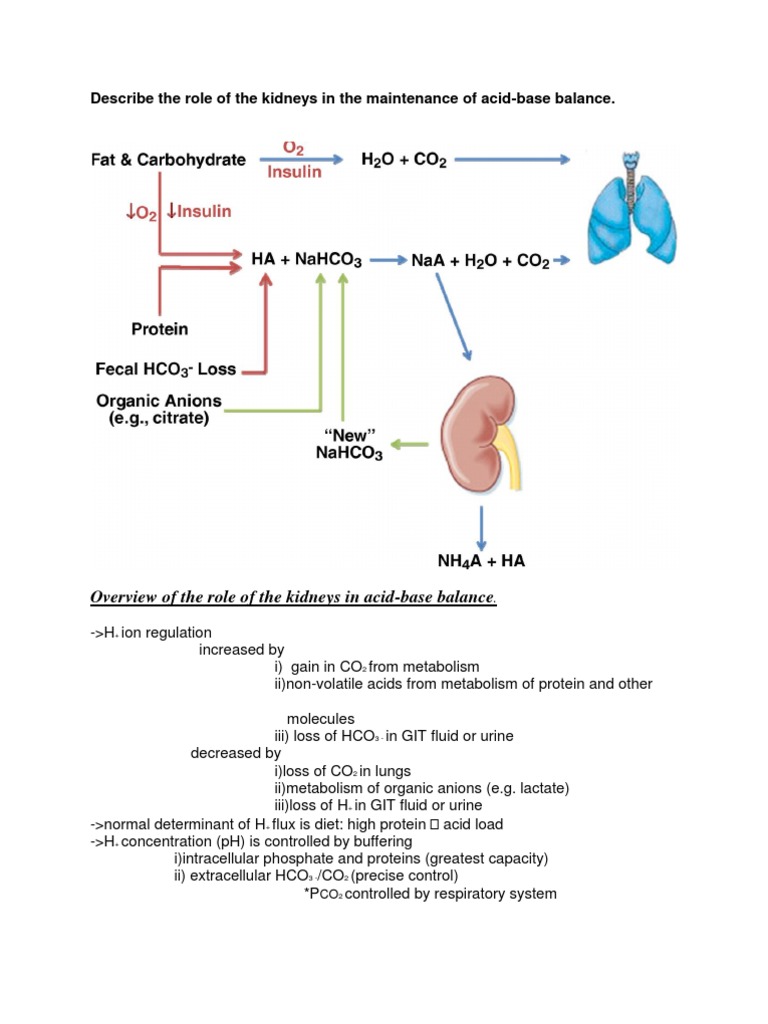 Role of Kidney in Acid Base Balance | Bicarbonate | Kidney