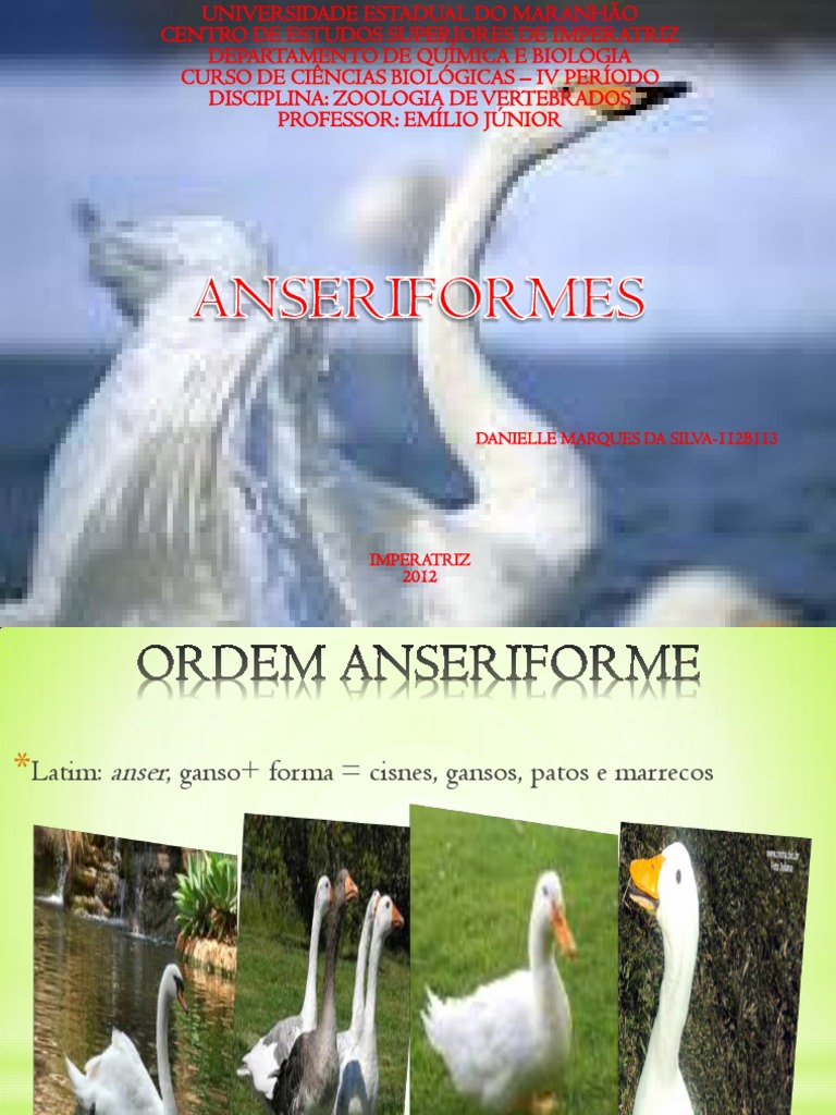 Aves Anseriformes | PDF | Aves | Tetrápodes