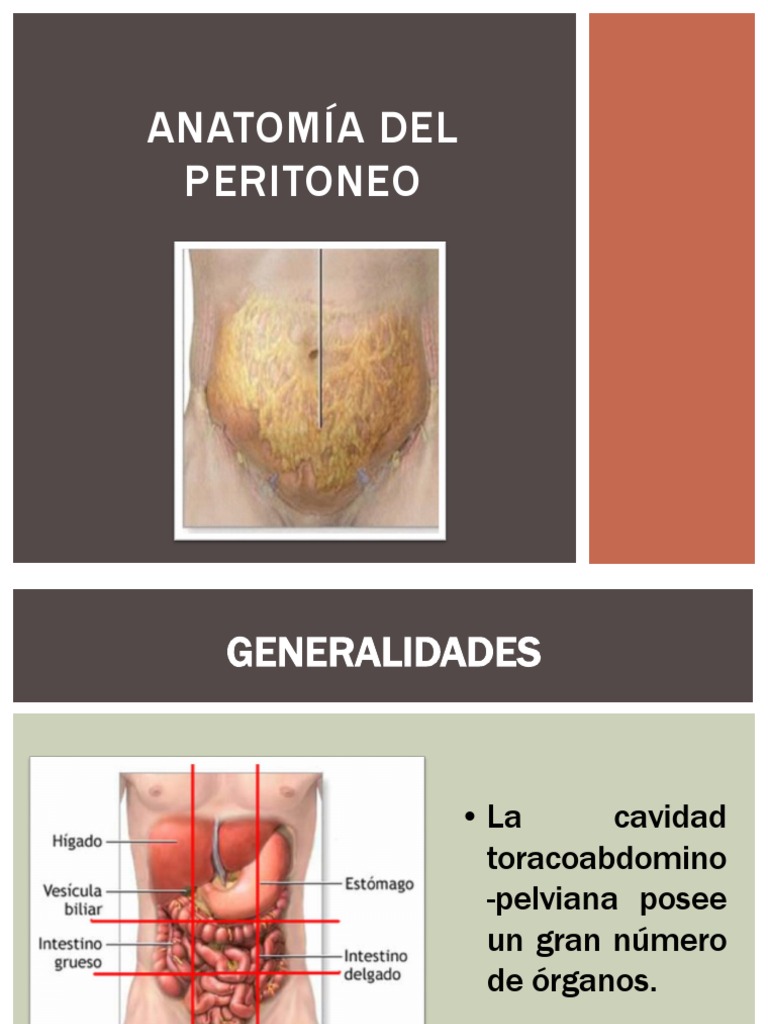 Anatomía Del Peritoneo | PDF | Peritoneo | Abdomen