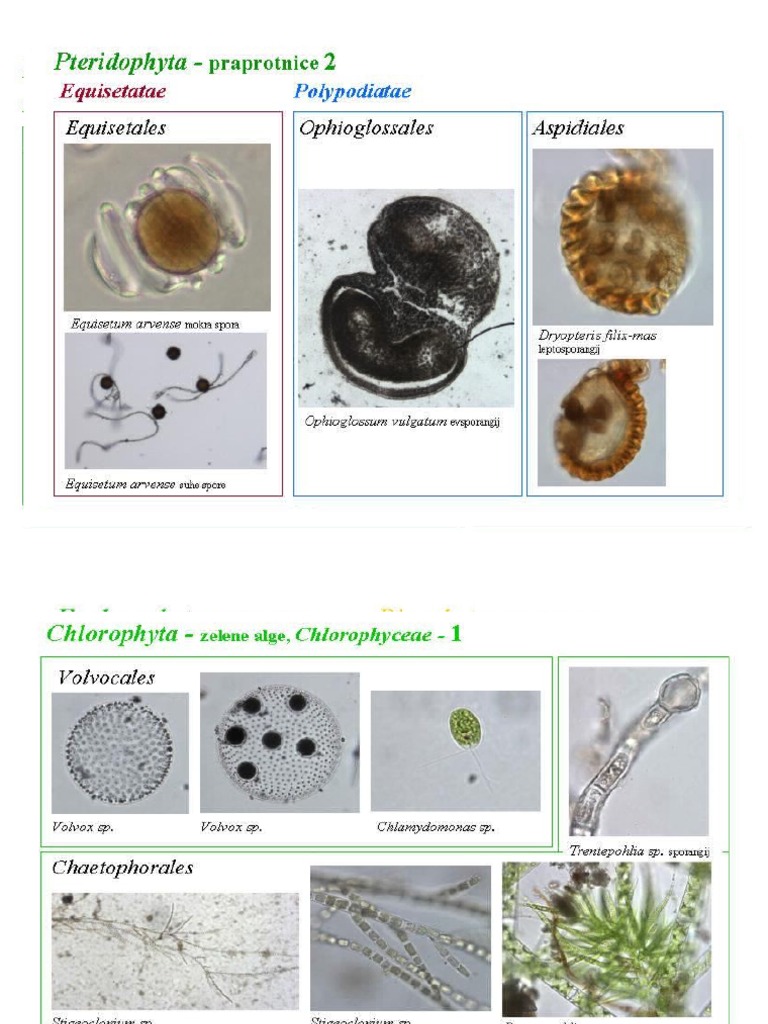 Algas Microscopicas