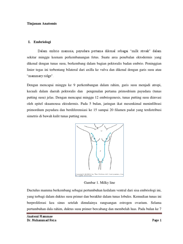 Anatomy and Development of the Breast: A Comprehensive Review | PDF