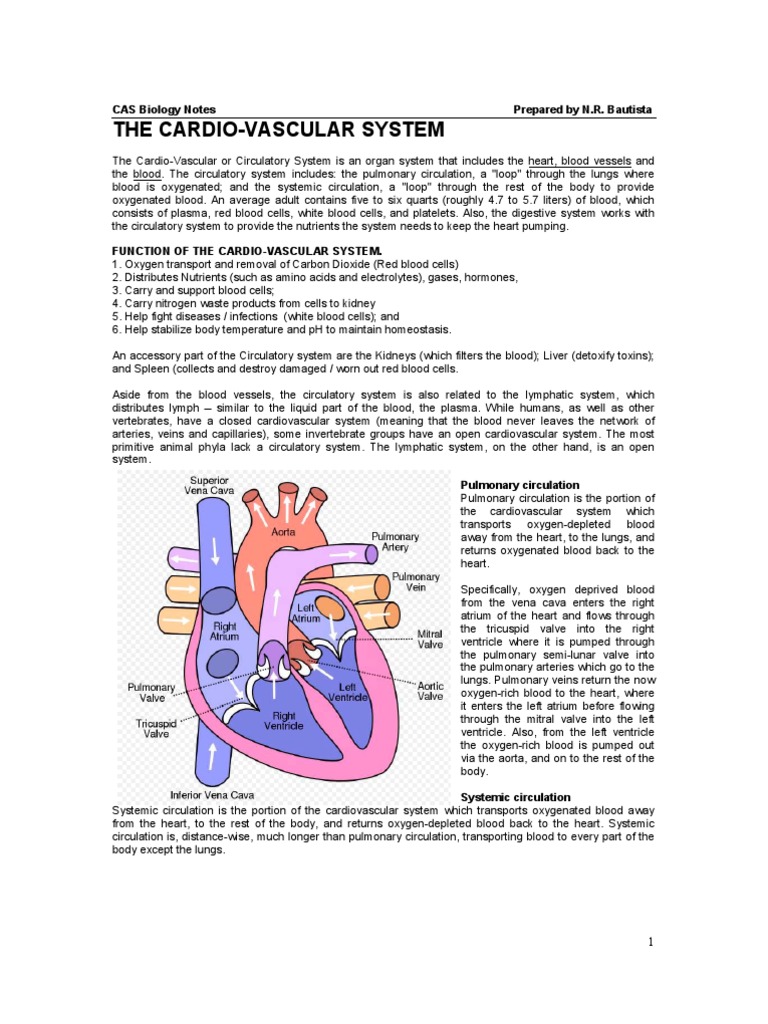 Cardiovascular System | PDF | Circulatory System | Blood