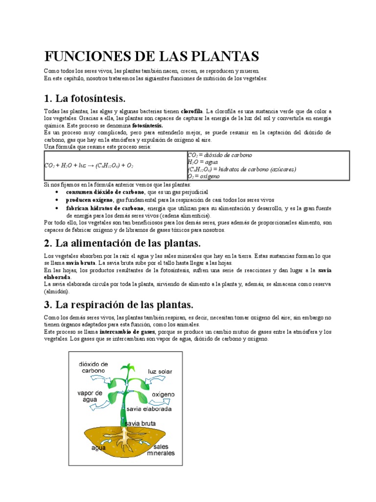 Funciones de Las Plantas | PDF | Plantas | Fotosíntesis