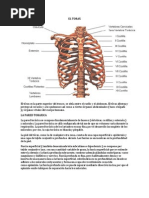 Anatomía de Costillas | PDF | Anatomía humana | Anatomía