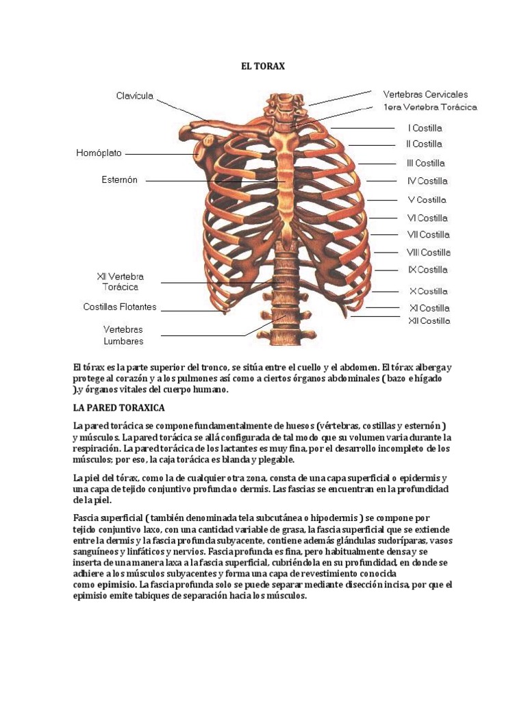 Anatomía del tórax: estructuras óseas, articulaciones y funciones ...