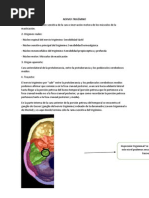 Netter - Anatomía de Cabeza y Cuello para Odontólogos, 3rd Edition Full ...