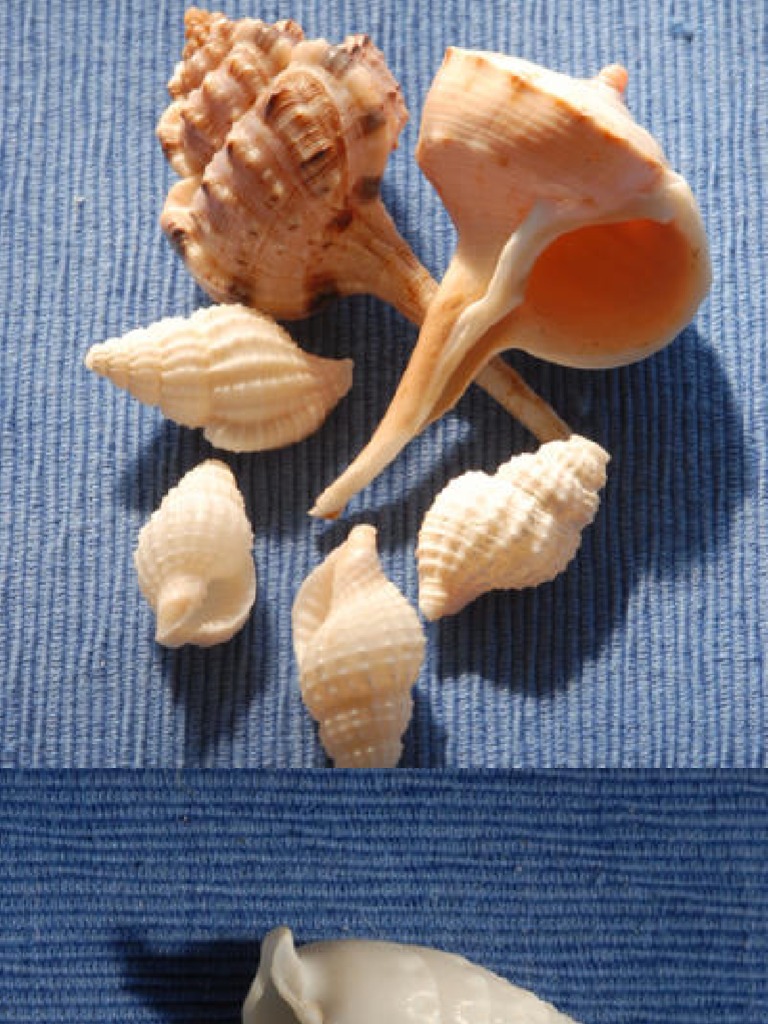 A Beginner's Guide To Shells | PDF | Molluscs | Nature