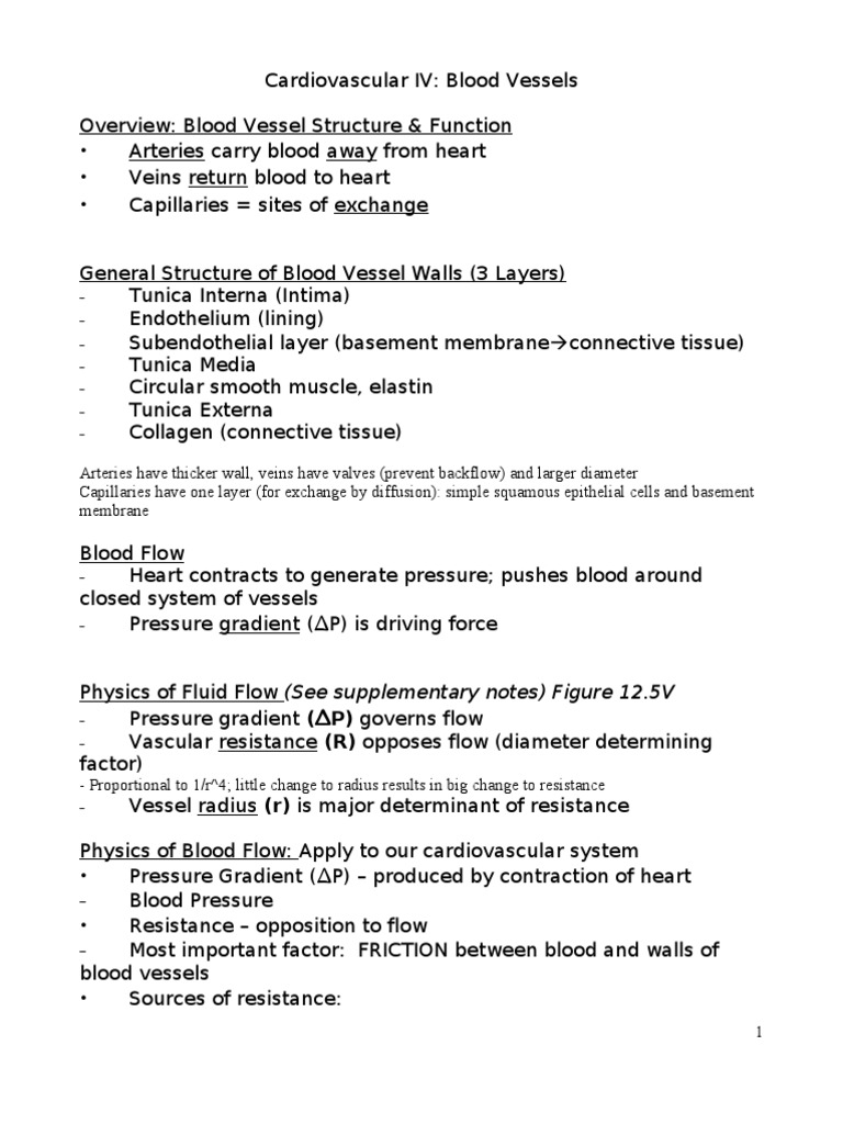 Cardiovascular Blood Vessels | PDF | Artery | Vasodilation