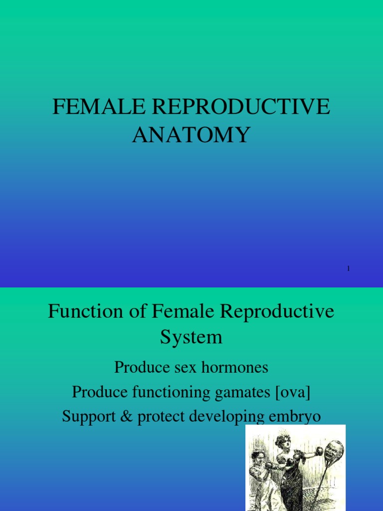 Anatomy of the Female Reproductive System | PDF | Labia | Vagina
