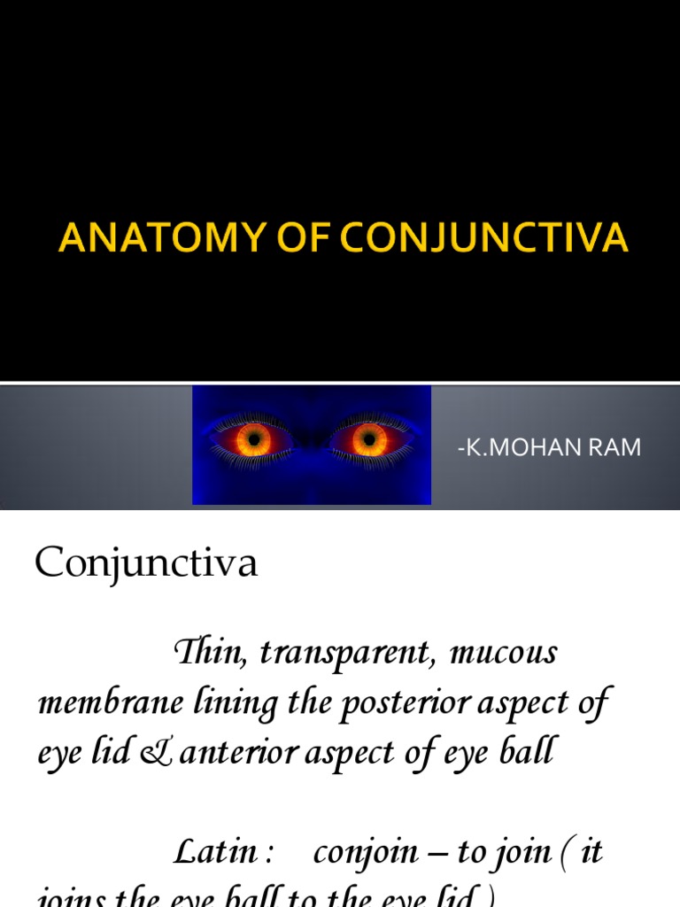 Anatomy and Histology of Conjunctiva | PDF