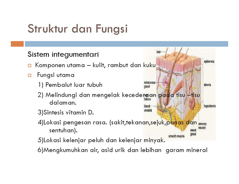 Struktur Pada Tisu Tubuh Manusia | PDF