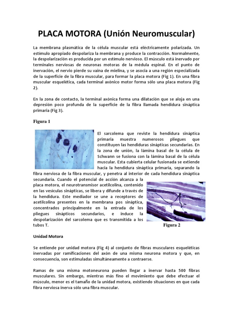 Placa Motora | PDF | Ciencia y matemáticas | Historia