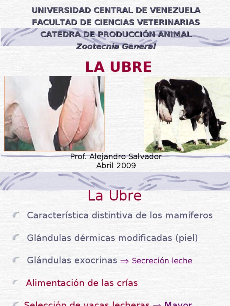 Anatomía y Producción de la Ubre | PDF | Leche | Anatomia animal