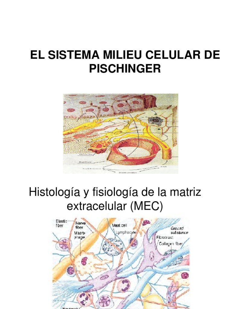 El Sistema Básico de Pischinger | PDF | Fibroblastos | Tejido conectivo