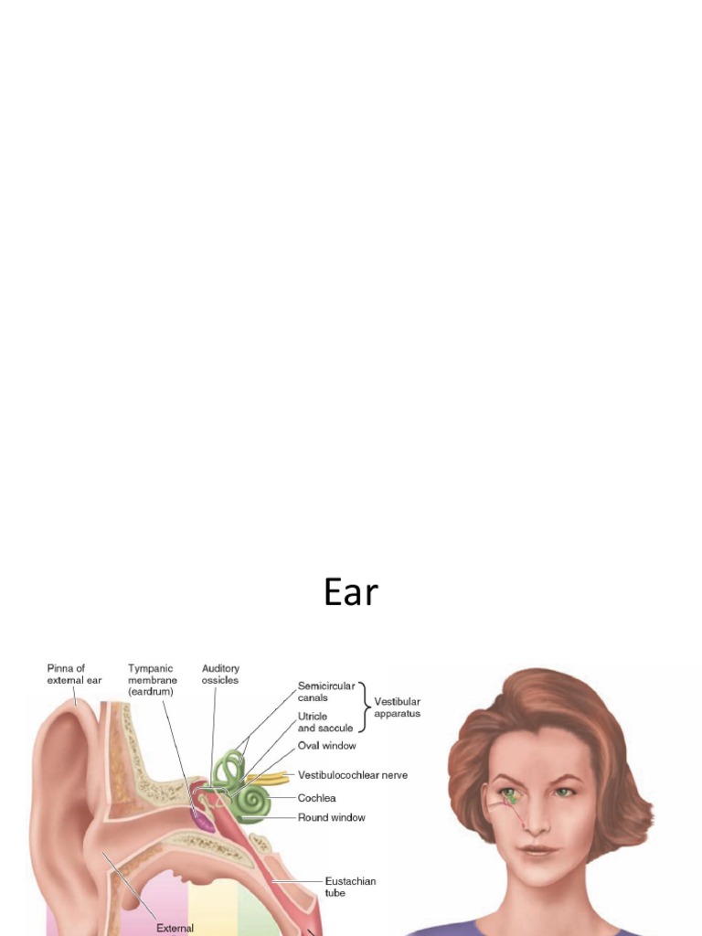 Mechanism of Hearing | PDF | Hearing Aid | Ear