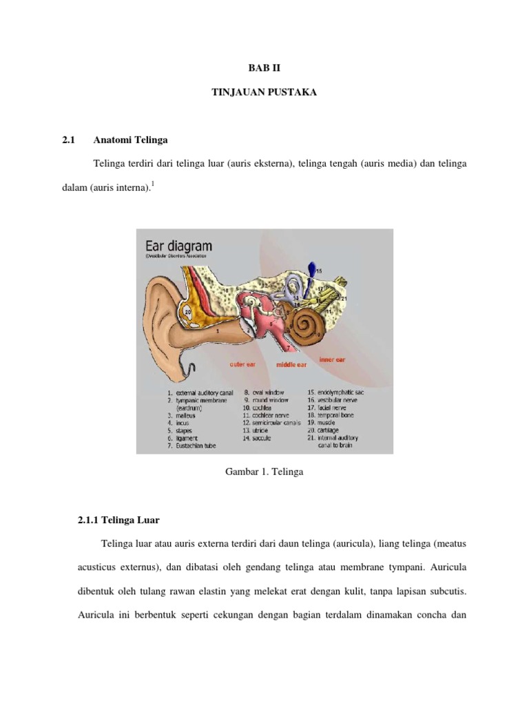 Anatomi Dan Fisiologi Telinga | PDF