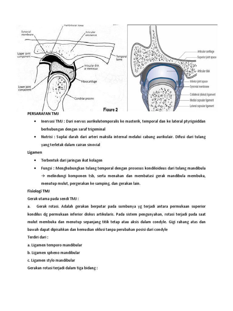 Persarafan TMJ | PDF