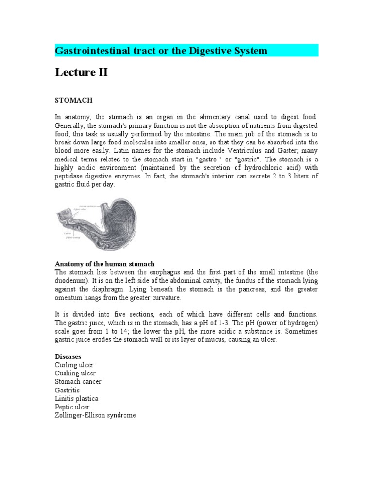 Digestive System - Lecture II | PDF | Stomach | Liver