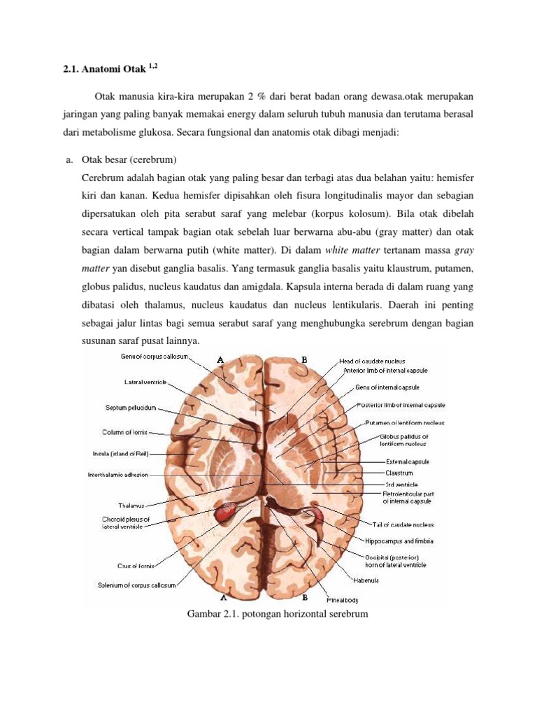 Anatomi Otak | PDF