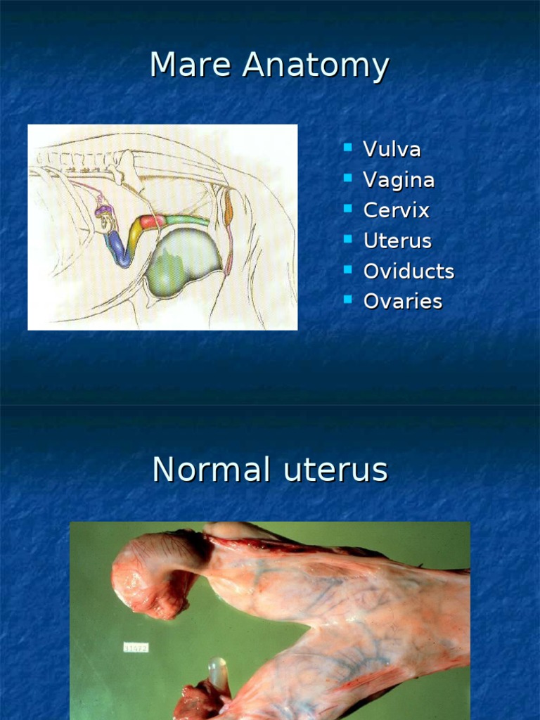 Equine Pregnancy | PDF | Medical Ultrasound | Uterus