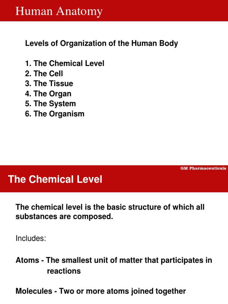 Anatomy Lecture 1 | PDF | Anatomical Terms Of Location | Bone