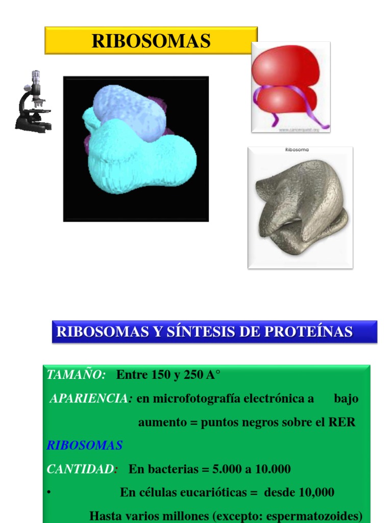 Ribosomas Que Es