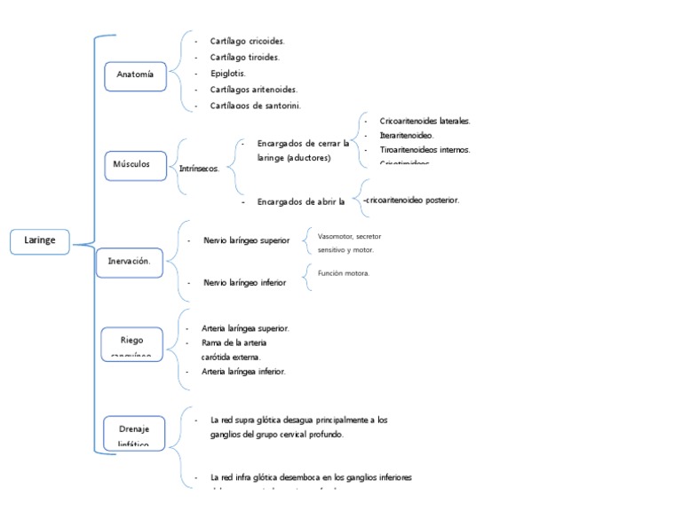 Inervación De La Laringe