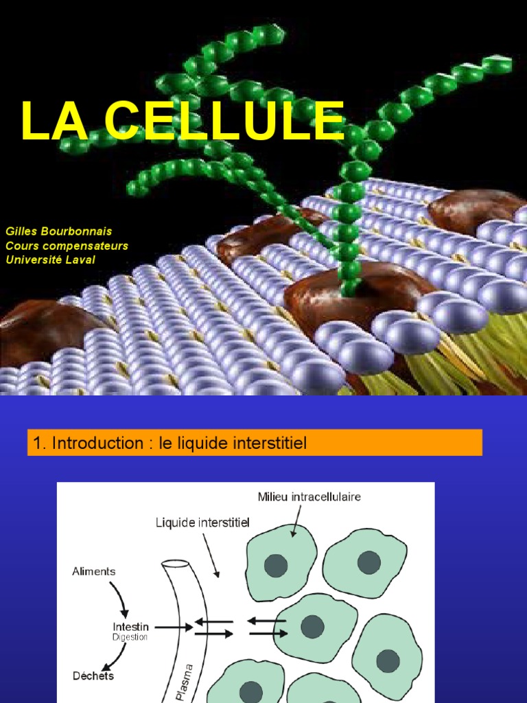 cellule | Phospholipide | Membrane cellulaire