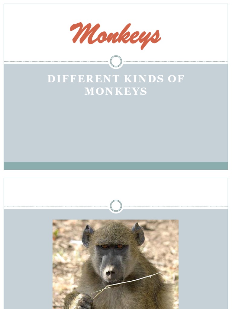 Monkeys: Different Kinds of Monkeys | PDF