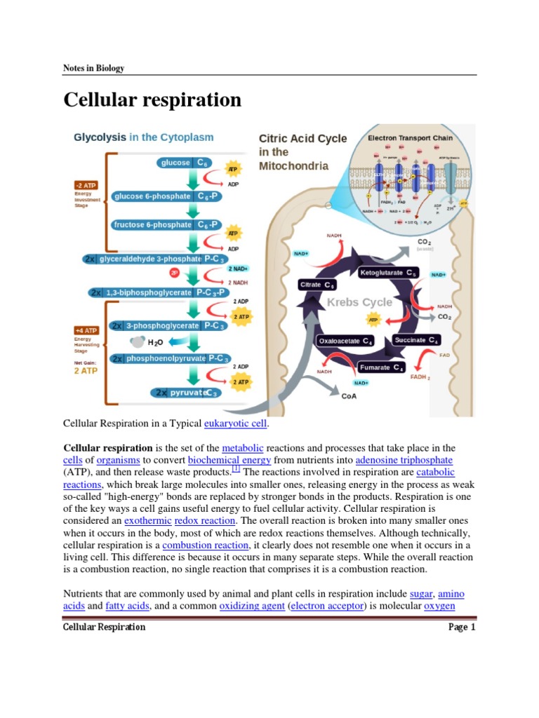 Cellular Respiration PDF | PDF | Cellular Respiration | Adenosine ...