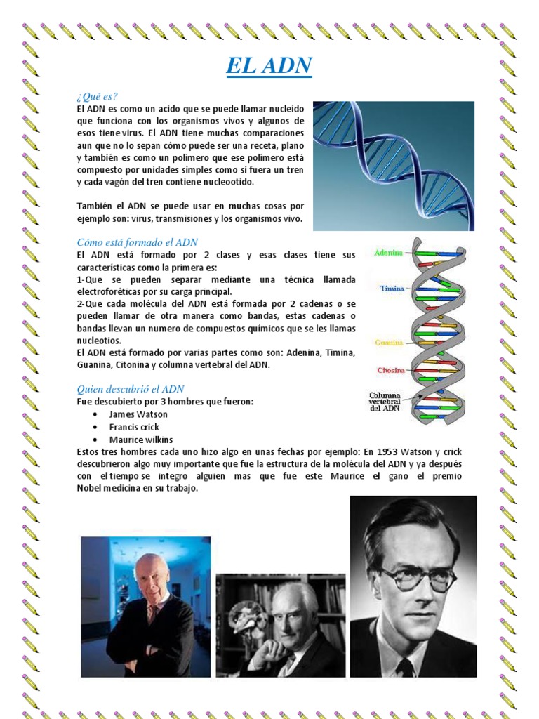 El Adn | Descargar gratis PDF | Adn | Francis Crick