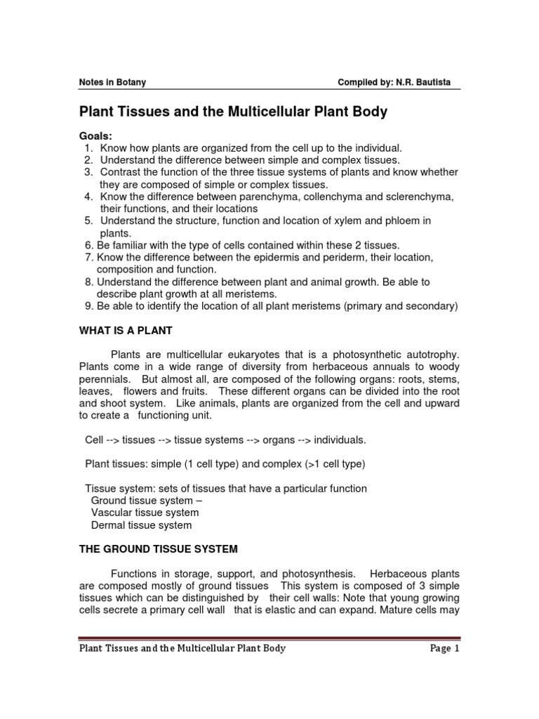Understanding Plant Tissue Types | PDF | Tissue (Biology) | Bark