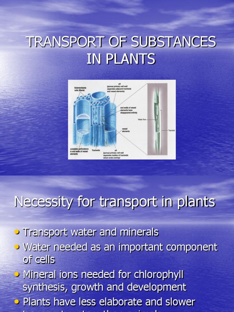 Transport of Substances in Plants | Tissue (Biology) | Stoma