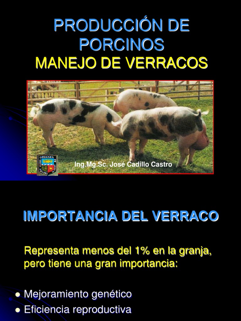 7.manejo de Verracos | PDF