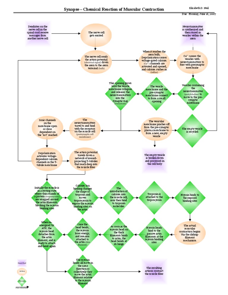 Muscular Contraction Chemical Process | PDF | Chemical Synapse | Muscle ...