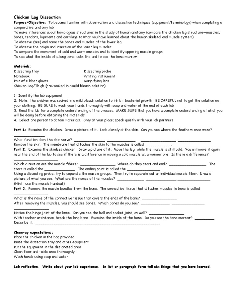 Chicken Leg Dissection | PDF | Muscle | Bone