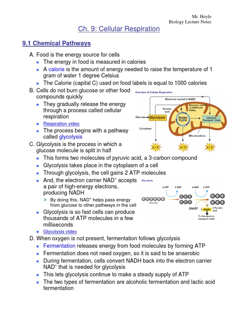 Respiration PDF | PDF | Cellular Respiration | Citric Acid Cycle