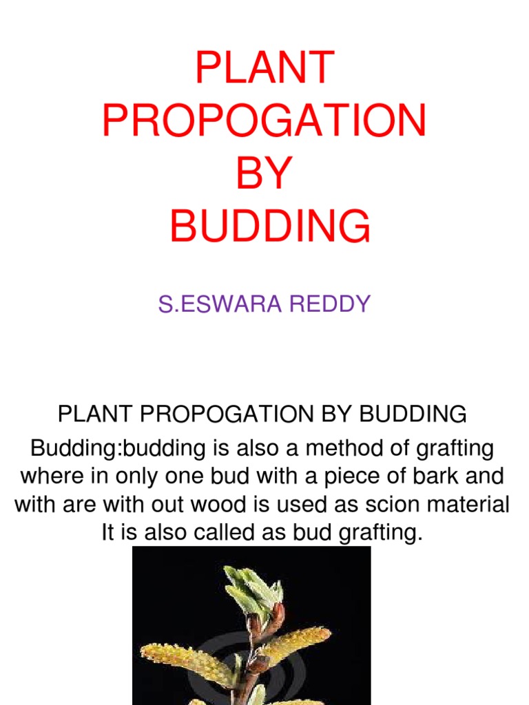 Plant Propagation by Budding Methods | PDF | Grafting | Botany