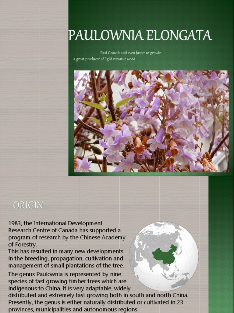 The Versatile Paulownia Tree: A Rapidly Growing Species with Many Uses ...